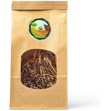Amazon.com : C & C 1500 Live Ladybugs for Garden - Bag of Live Ladybugs ...