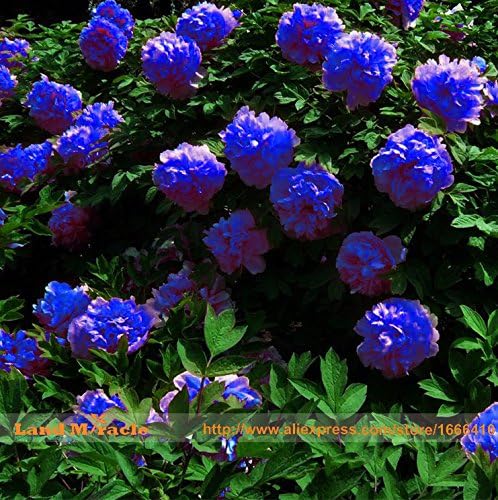 Sällsynt kinesisk mörkblå pion blomma planta frön, 5 frön/förpackning ...