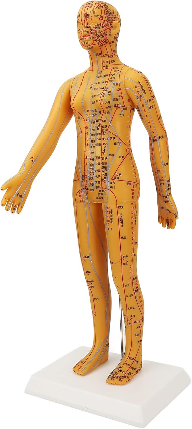 20.9in Acupuncture Female Model,Acupuncture Female Model,Human ...