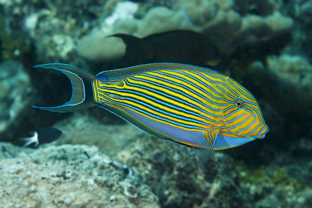 Acanthurus Lineatus