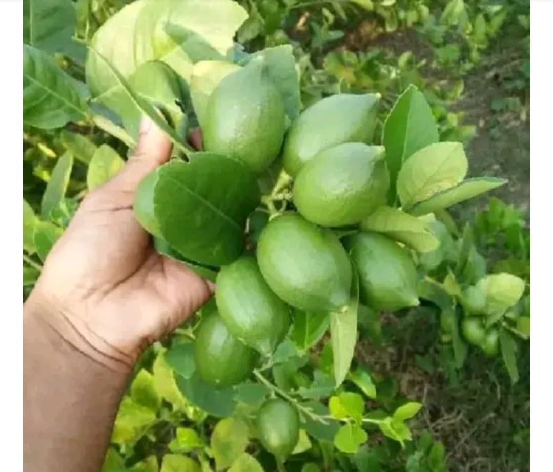 GONDHORAJ/LEMON LEBU (PACK OF 2) - All Time Variety Grafted Fruit Live ...