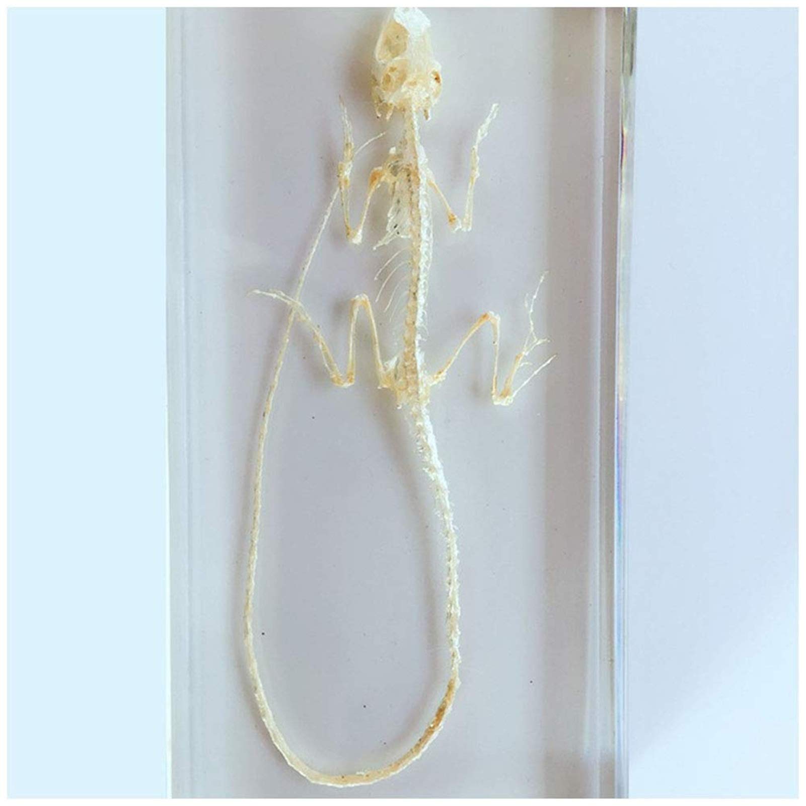 Anatomy Model Lizard Skeleton Natural Bone Model Lizard Skeleton ...