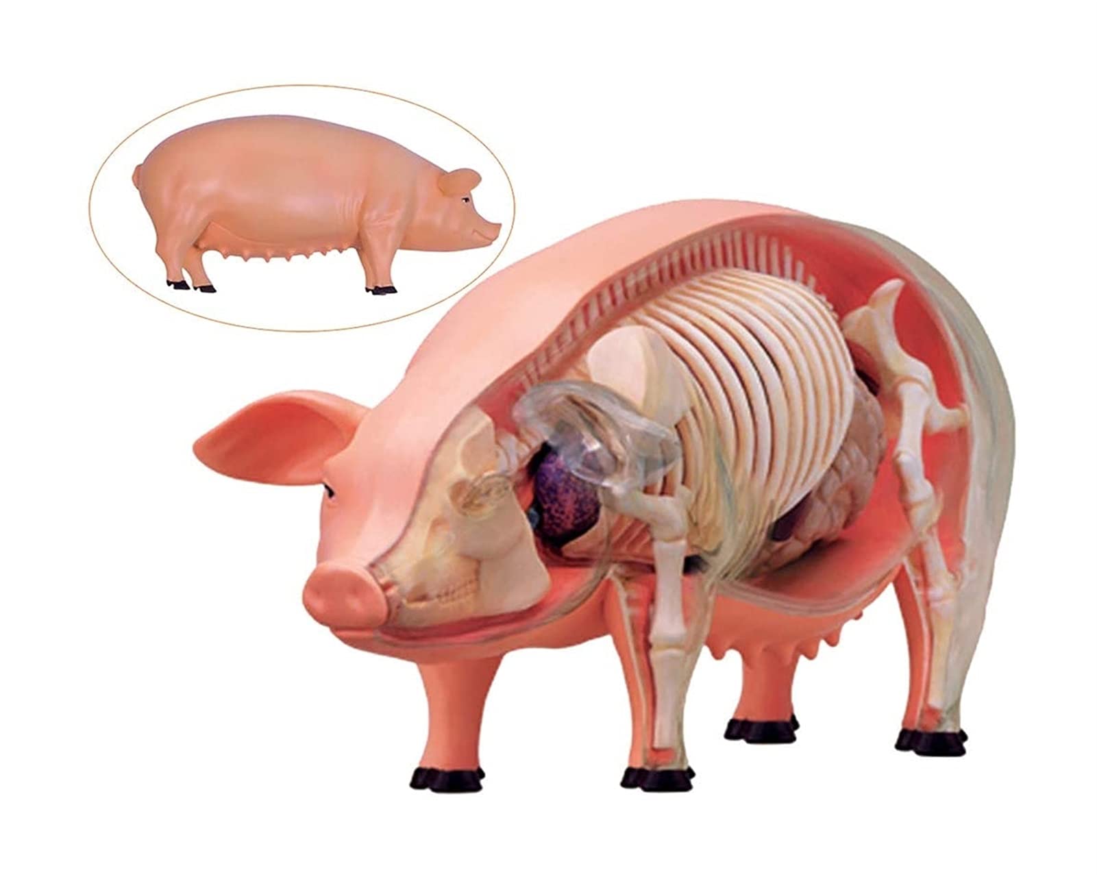 Pig Skeleton Anatomy