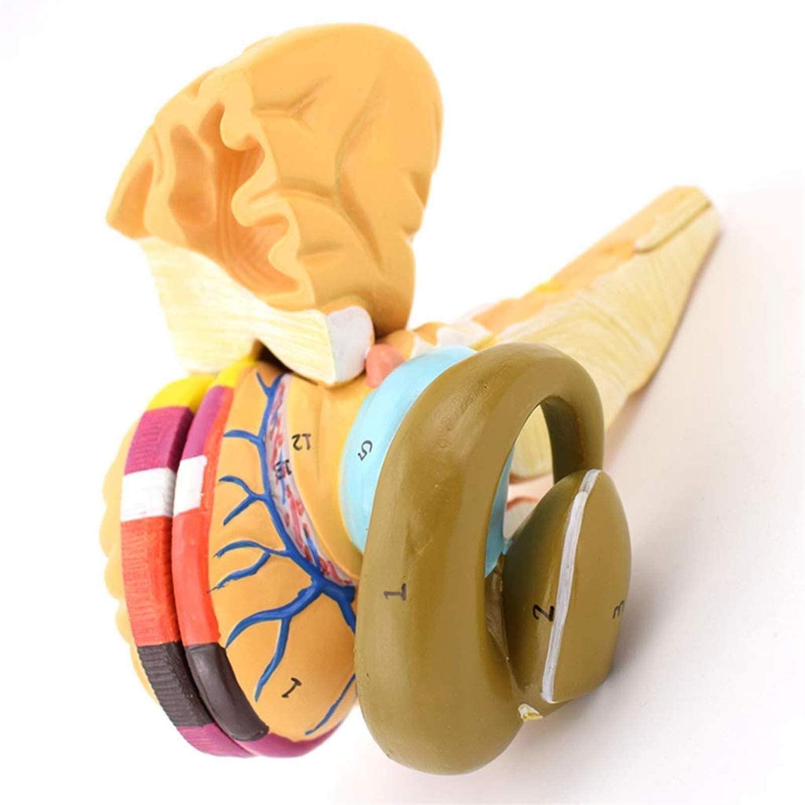 Buy Scientific Human Anatomy - Brain Intracerebral Sac and Basal ...