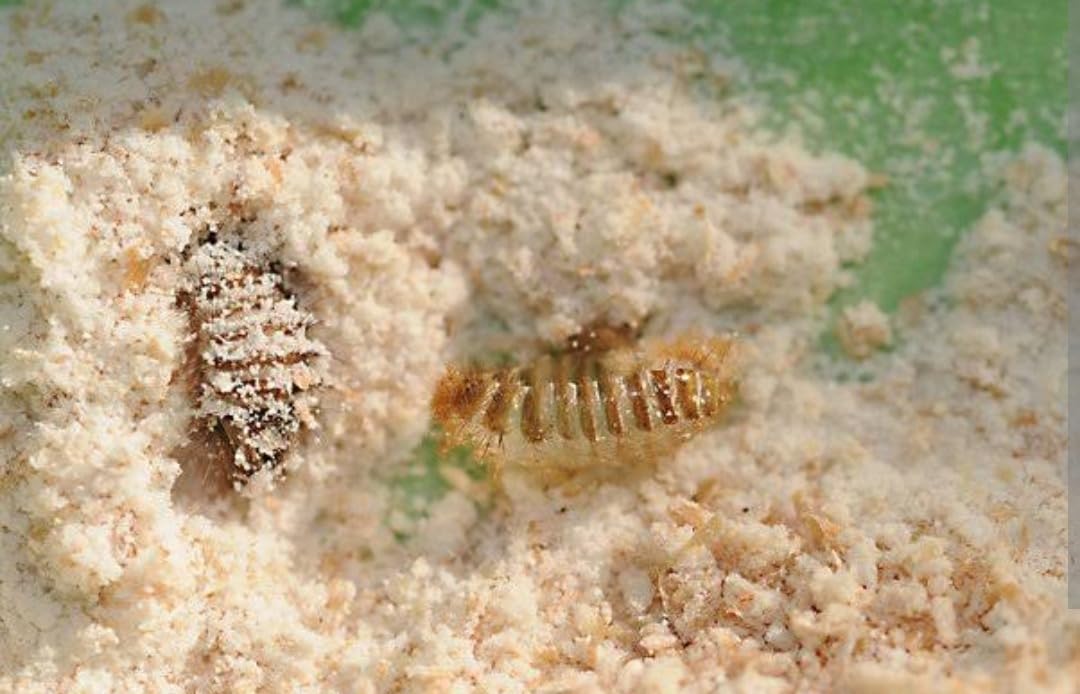 Health Basket Millet Moringa Leaves Chapati Mix 500g, No Artificial ...