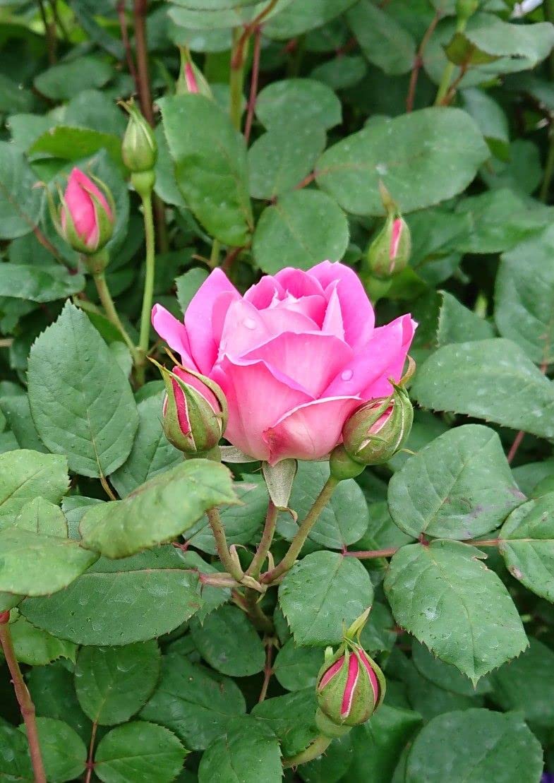 Indian Desi Rose (PINK) Very Beautiful Live Plant Original Variety ...