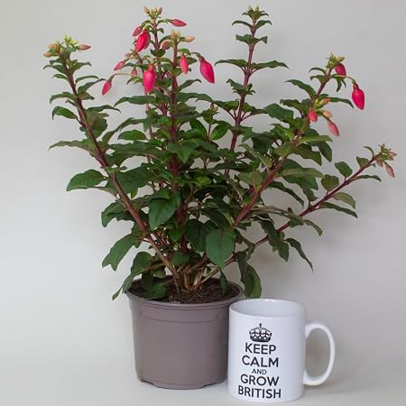 Fuchsia Plant in Full Flower - Garden Ready Perennial Bedding Plants ...