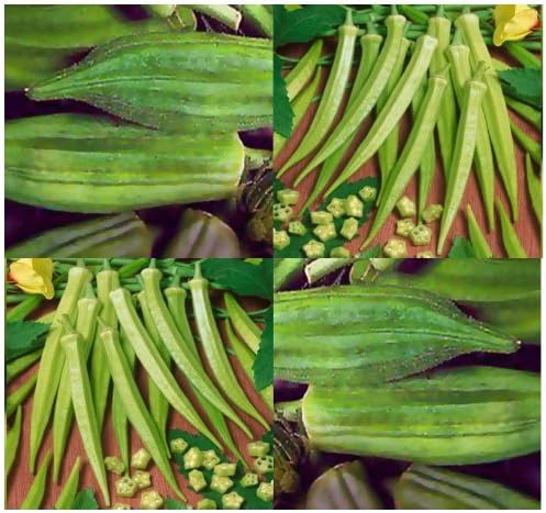 Amazon.com : 80+CLEMSON SPINELESS Okra seeds - MOST POPULAR TALL & FINE ...