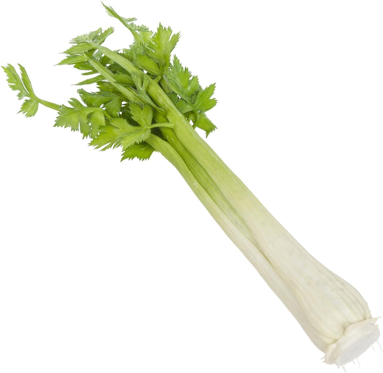 Amazon.com: Floristrywarehouse Celery 8 Joined Stalks 16 Inches Fake ...