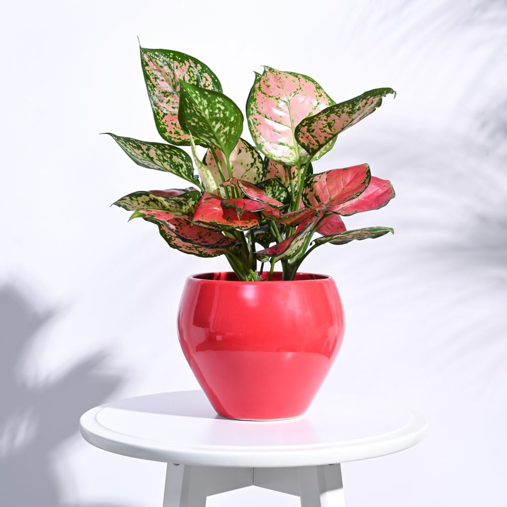 UGAOO Apple Ceramic Pot - Big (Red) : Amazon.in: Garden & Outdoors