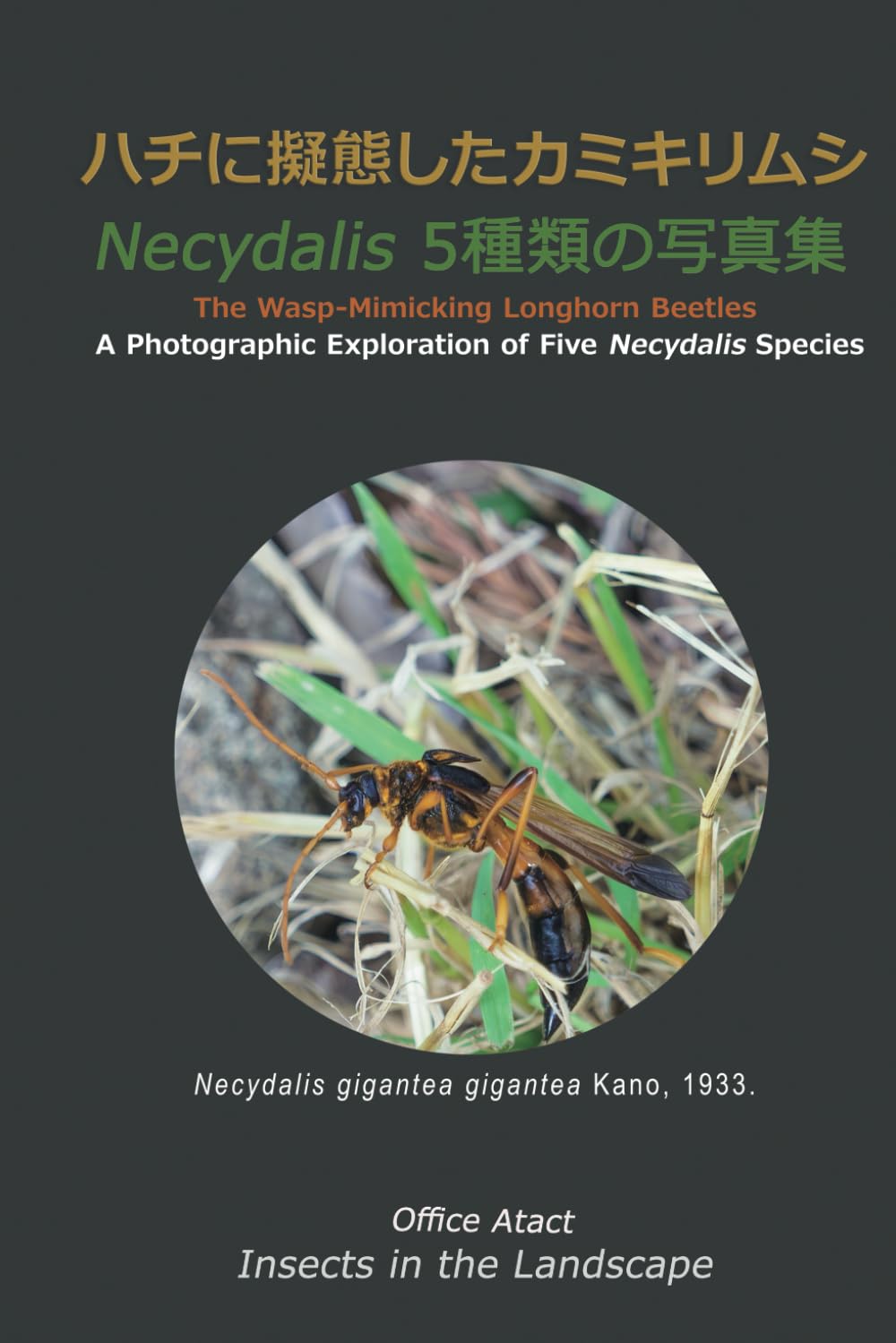 ハチに擬態したカミキリムシ: ホソコバネカミキリ（Necydalis ）5種類の写真集 | Office Atact |本 | 通販 | Amazon