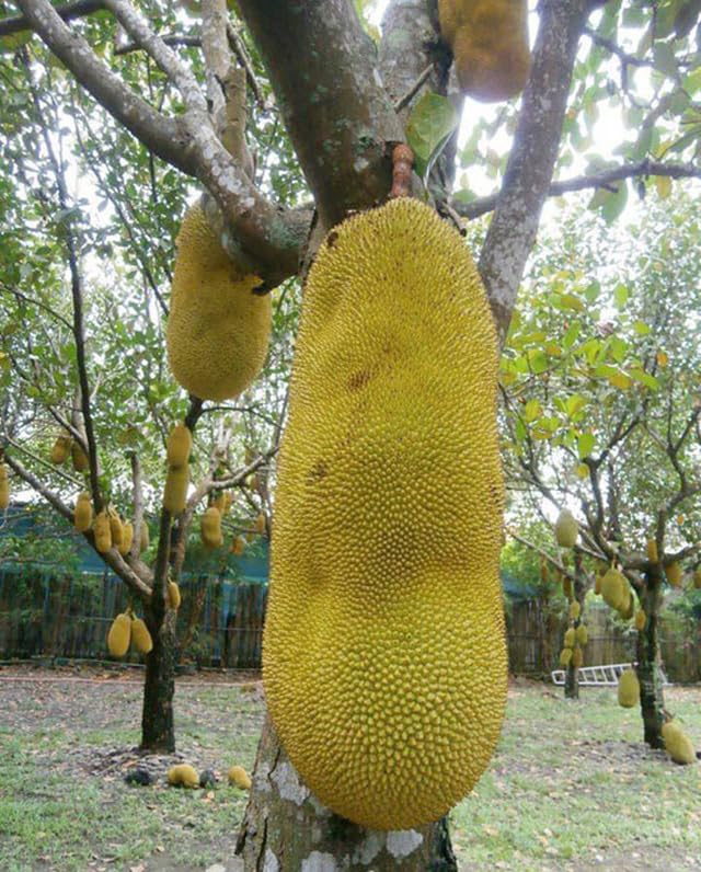 Jackfruit Size A Grade Green Superior Exotic Jackfruit, Carton,