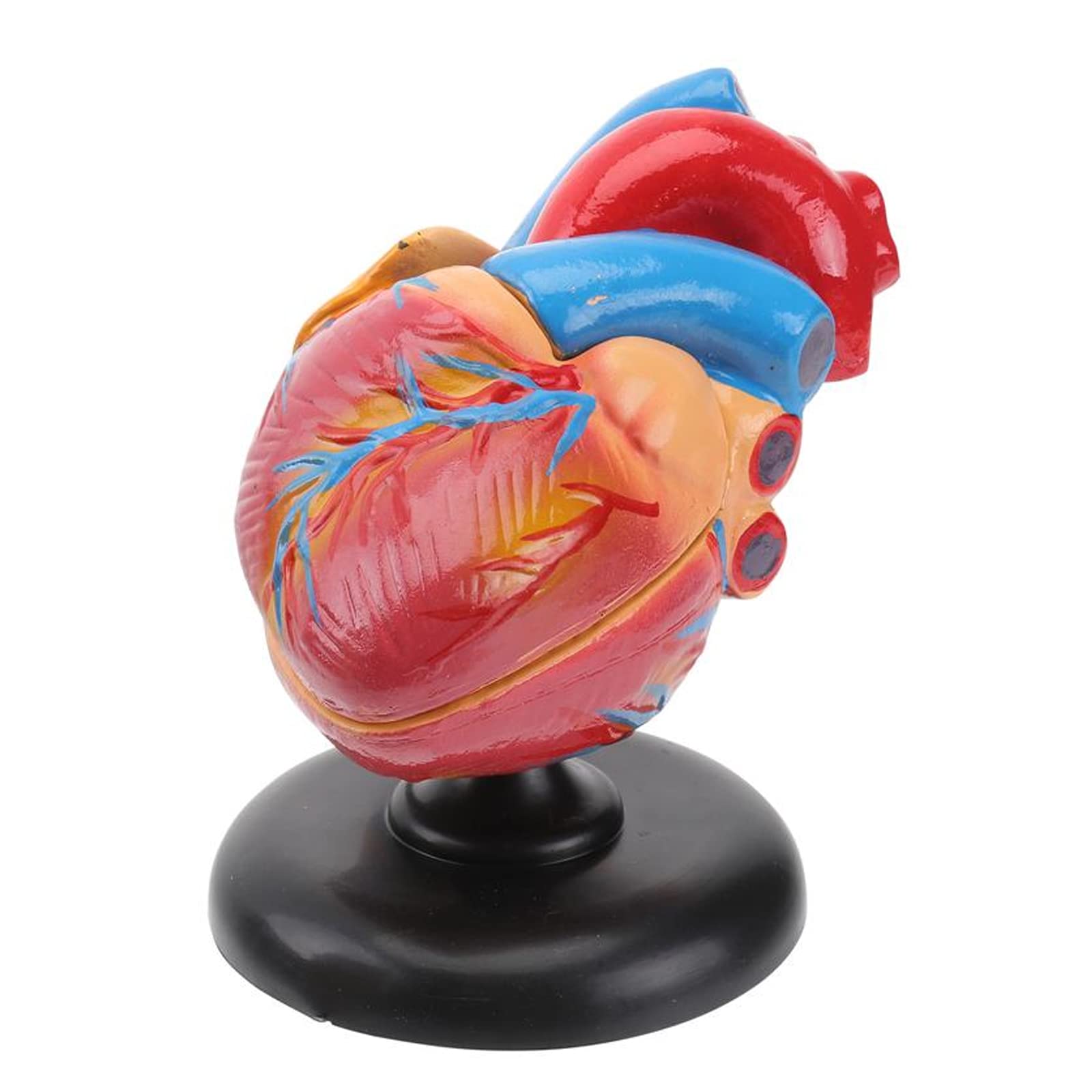 Buy Human Heart Model Heart Anatomy Model Deluxe Life Size Heart ...