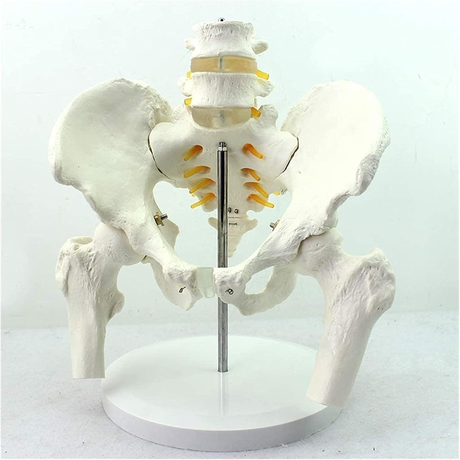 ZAPION Modelos de Torso y Esqueleto Anatómicos, Modelos de Ciencia de ...