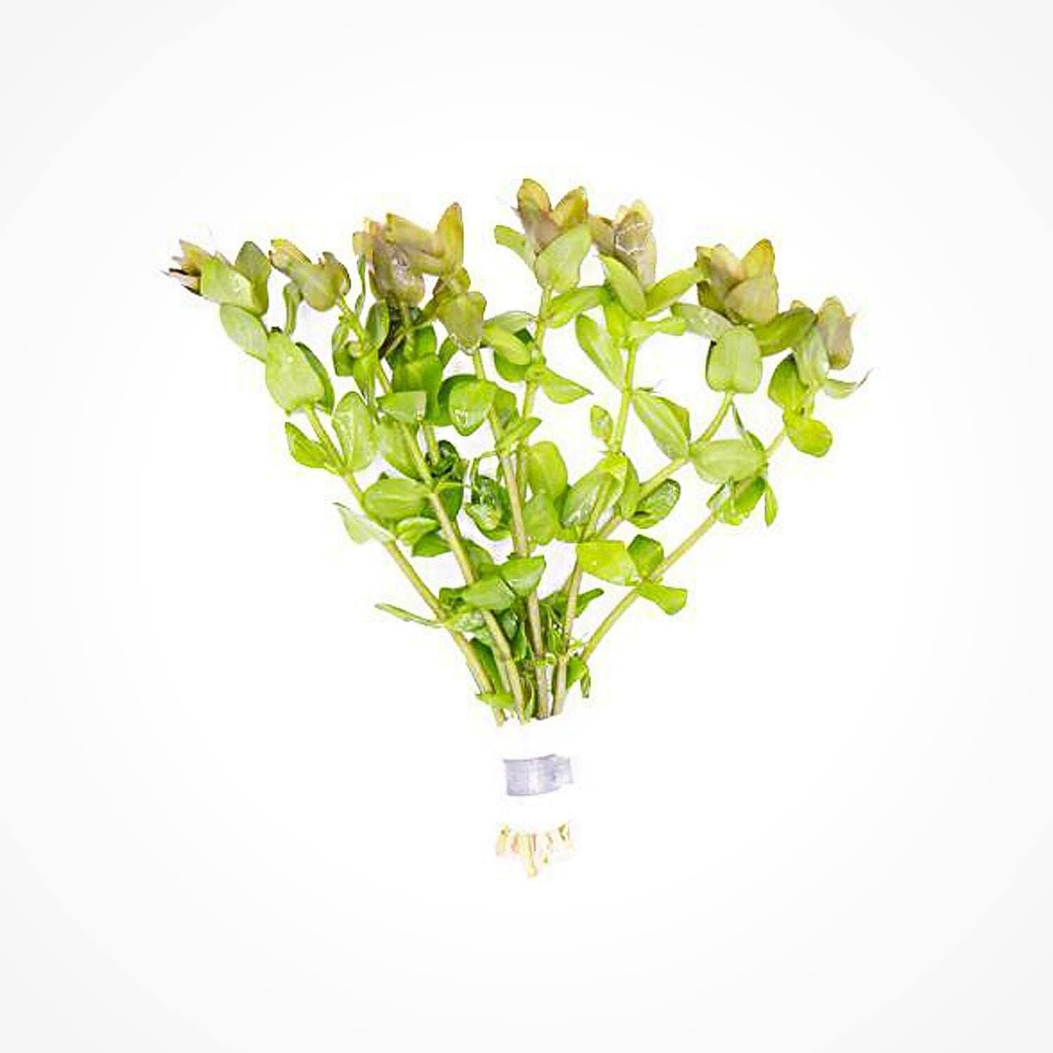 Amazon.com: SubstrateSource Lemon Bacopa Caroliniana Red Stem - Live ...