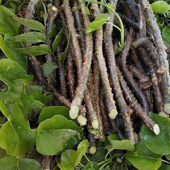 Awadh - Giloy/Giloy Plant/Neem Tree Guruch Fresh Stems Gaduchi/Giloya ...