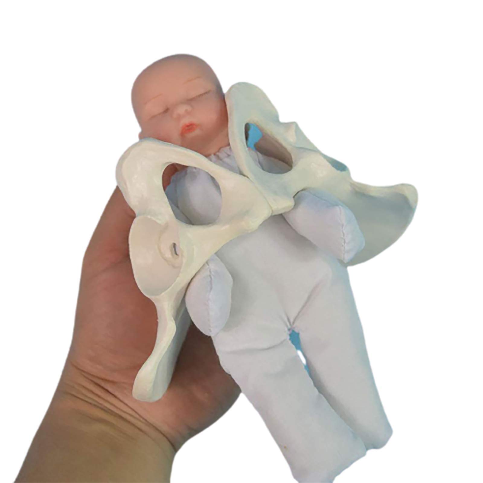 Zzhangyu Female Pelvis Childbirth Model Mini Female Pelvis And Baby ...