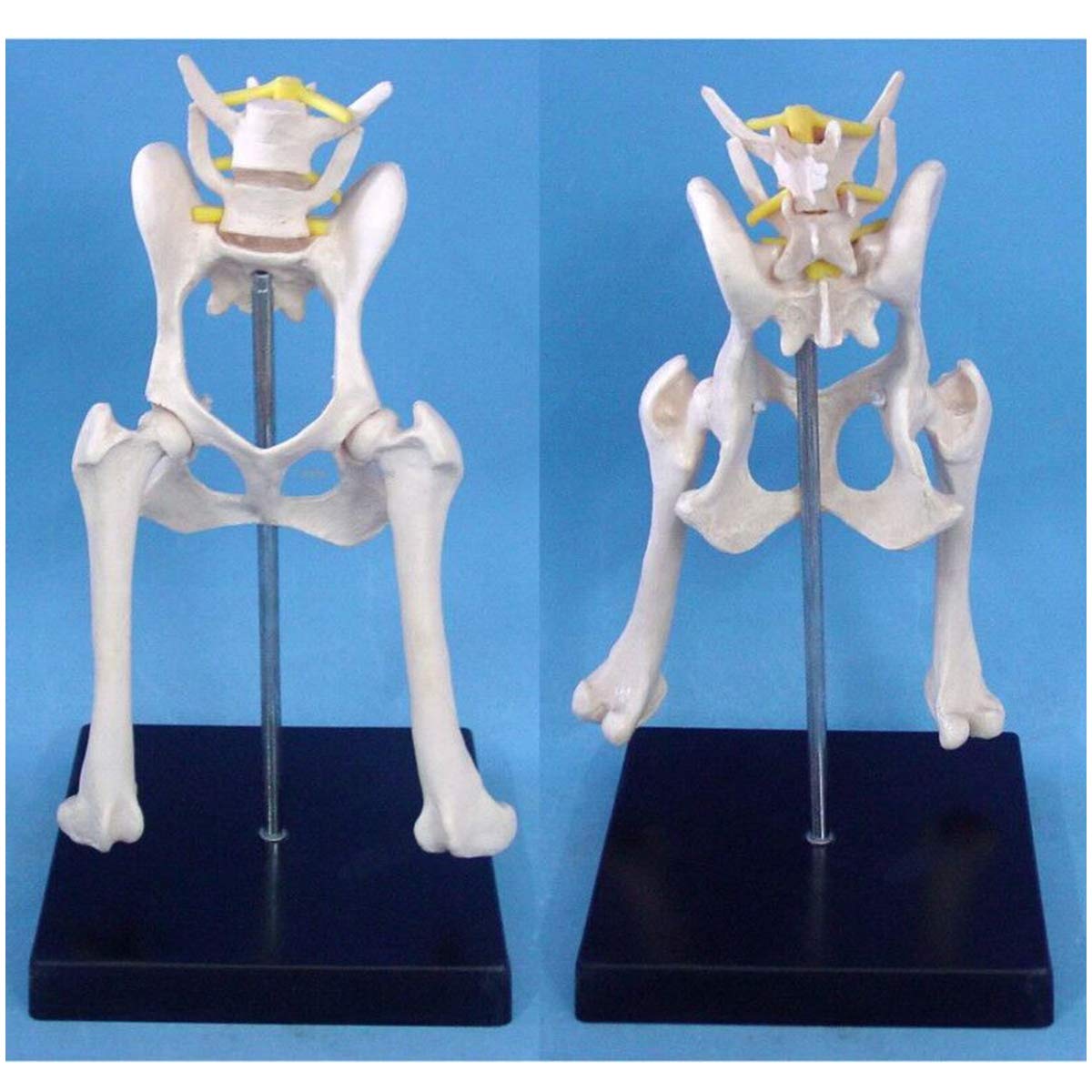 Buy FXQ Dog Hip Joint Model - Medical Anatomical Canine Skeleton Model ...
