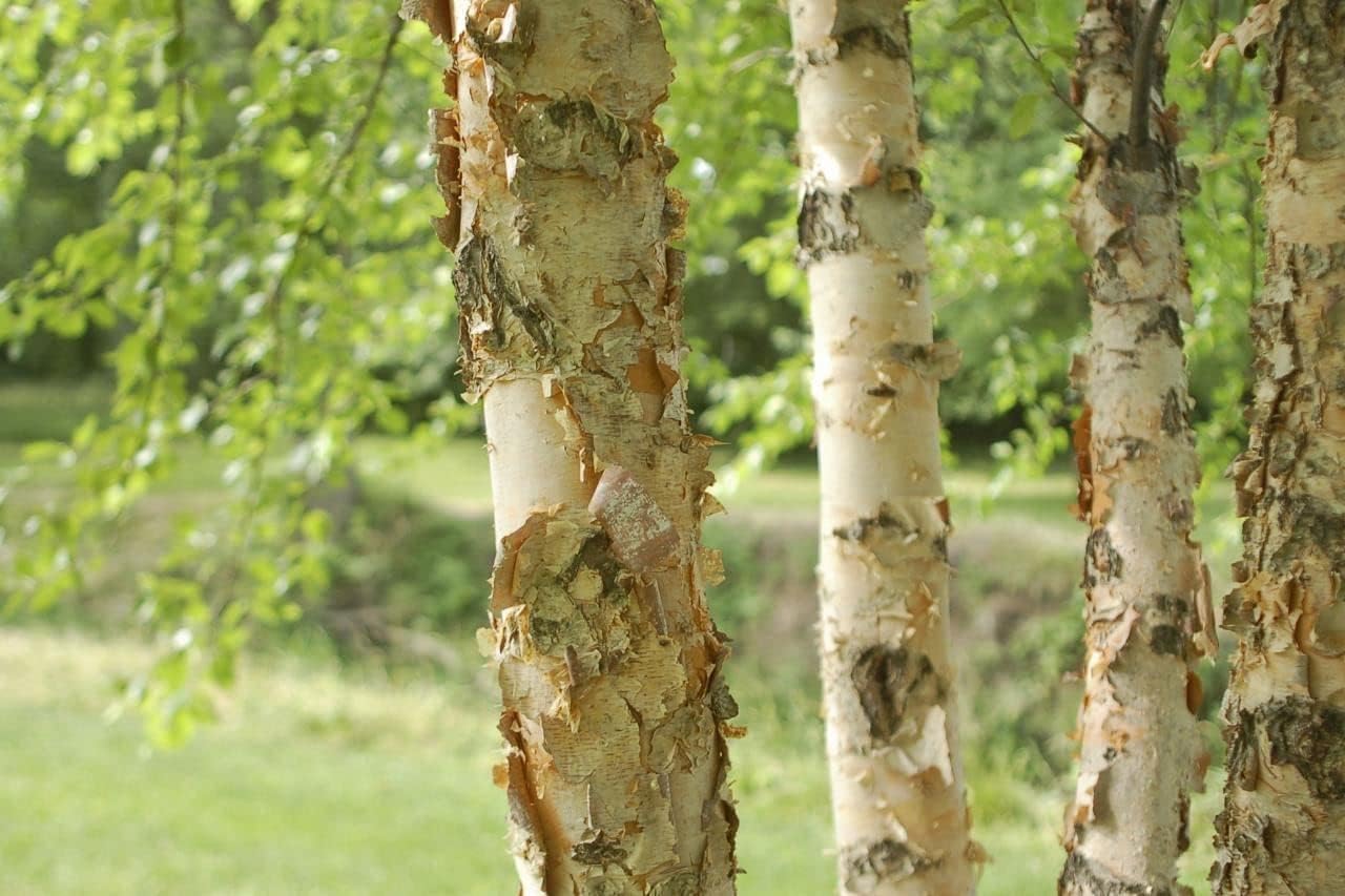 Semillas de árbol de abedul de río para plantar al aire libre Betula ...