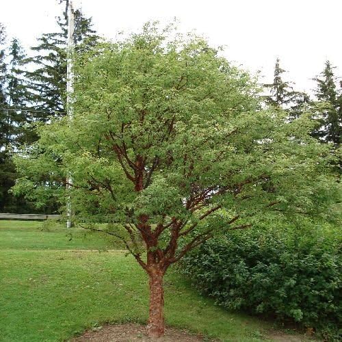 Amazon.com : 50 Paperbark Maple Tree Seeds, Acer Griseum : Patio, Lawn ...