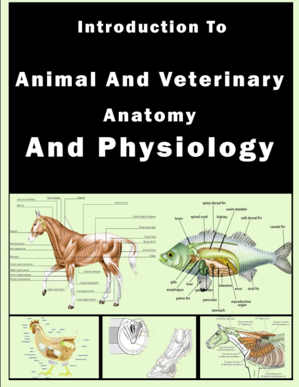 New Training Dvd Introduction To Animal Anatomy Cg Channel DVD
