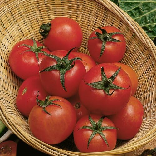 Suttons Seeds 180567 Tomato Tamina Seed : Amazon.co.uk: Garden