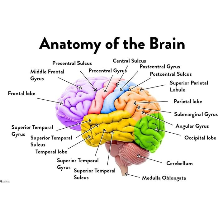 Buy Human Brain Anatomy Regions Labeled Educational Chart Laminated Dry ...