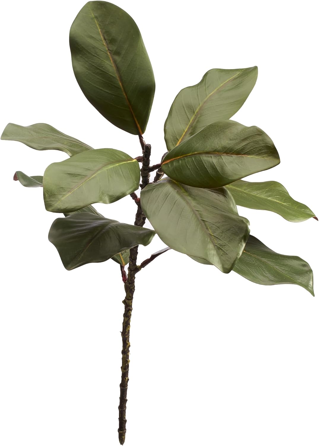 Amazon.com: FlorisDecor 22'' Realistic Southern Magnolia Branches, Real ...