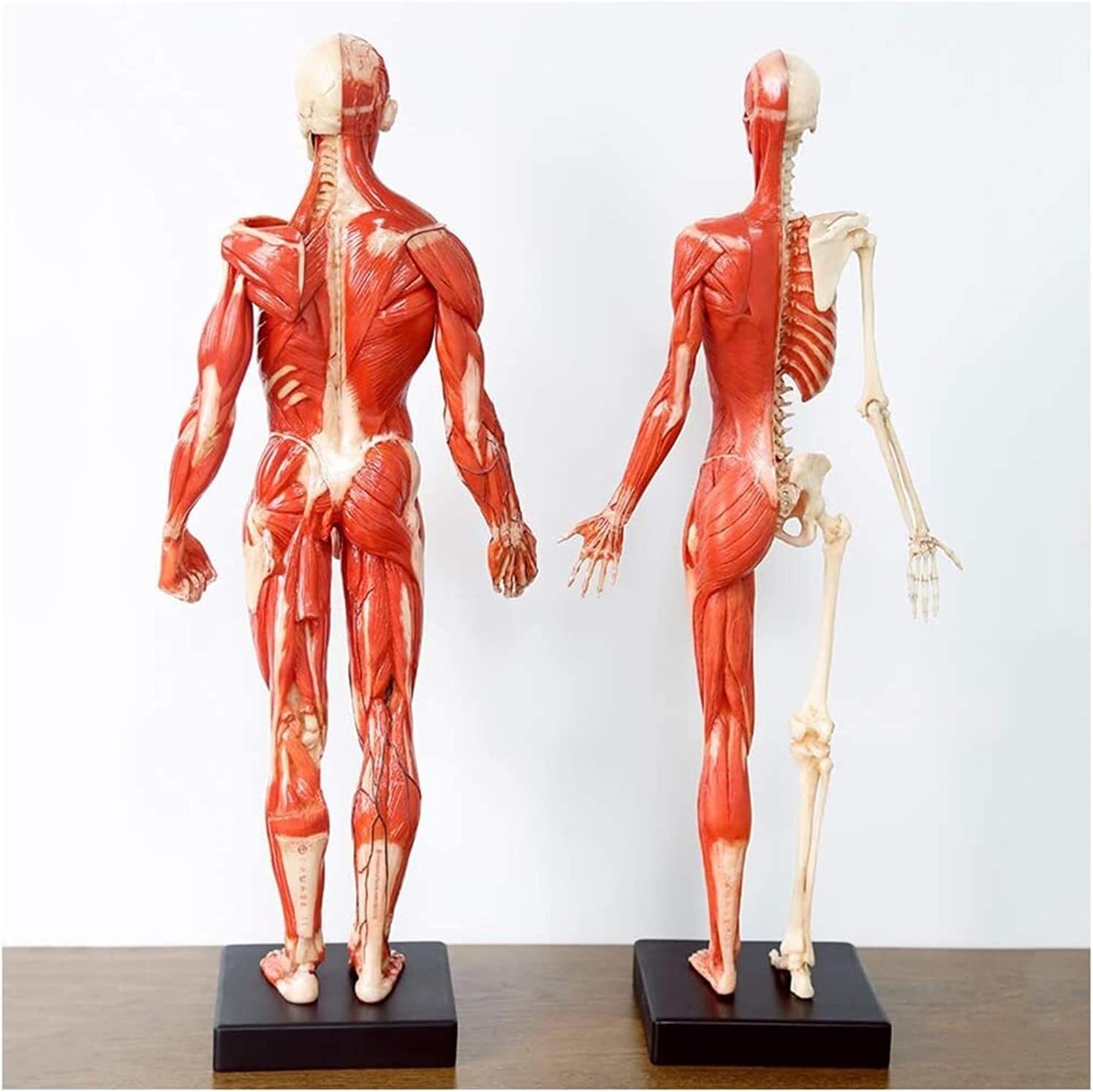 Figure d'anatomie Humaine Masculine et féminine Modèle Anatomique des ...