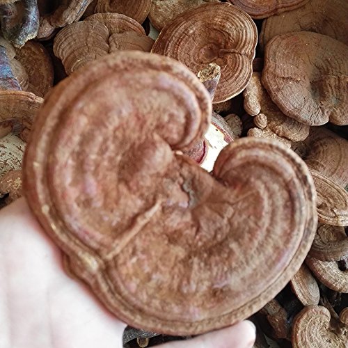 Amazon.com : Teriya Changbai Mountain wild Ganoderma lucidum Ganoderma ...