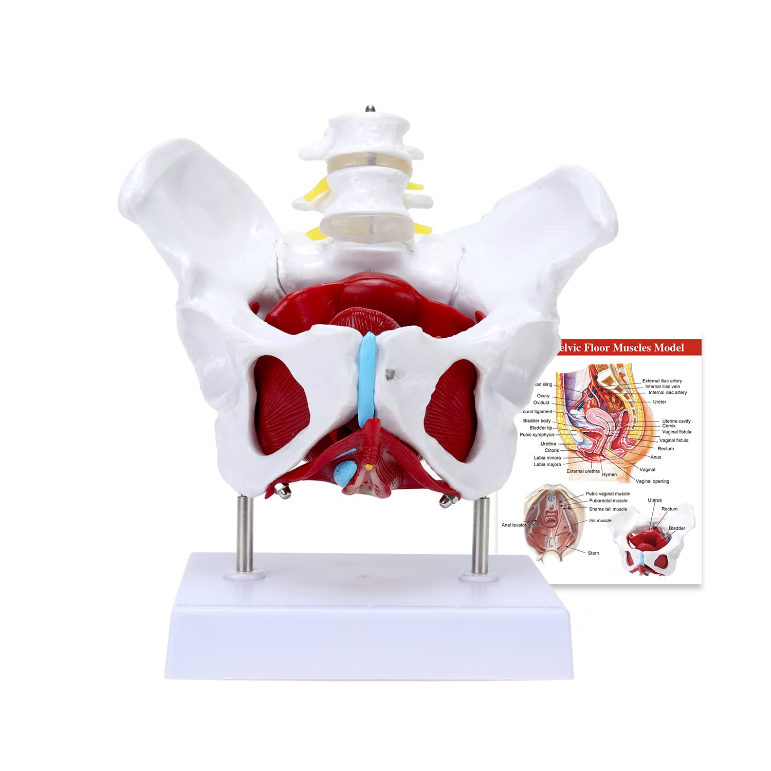 Buy LYOU Female Pelvis Model with Pelvic Floor Muscles and Detachable ...