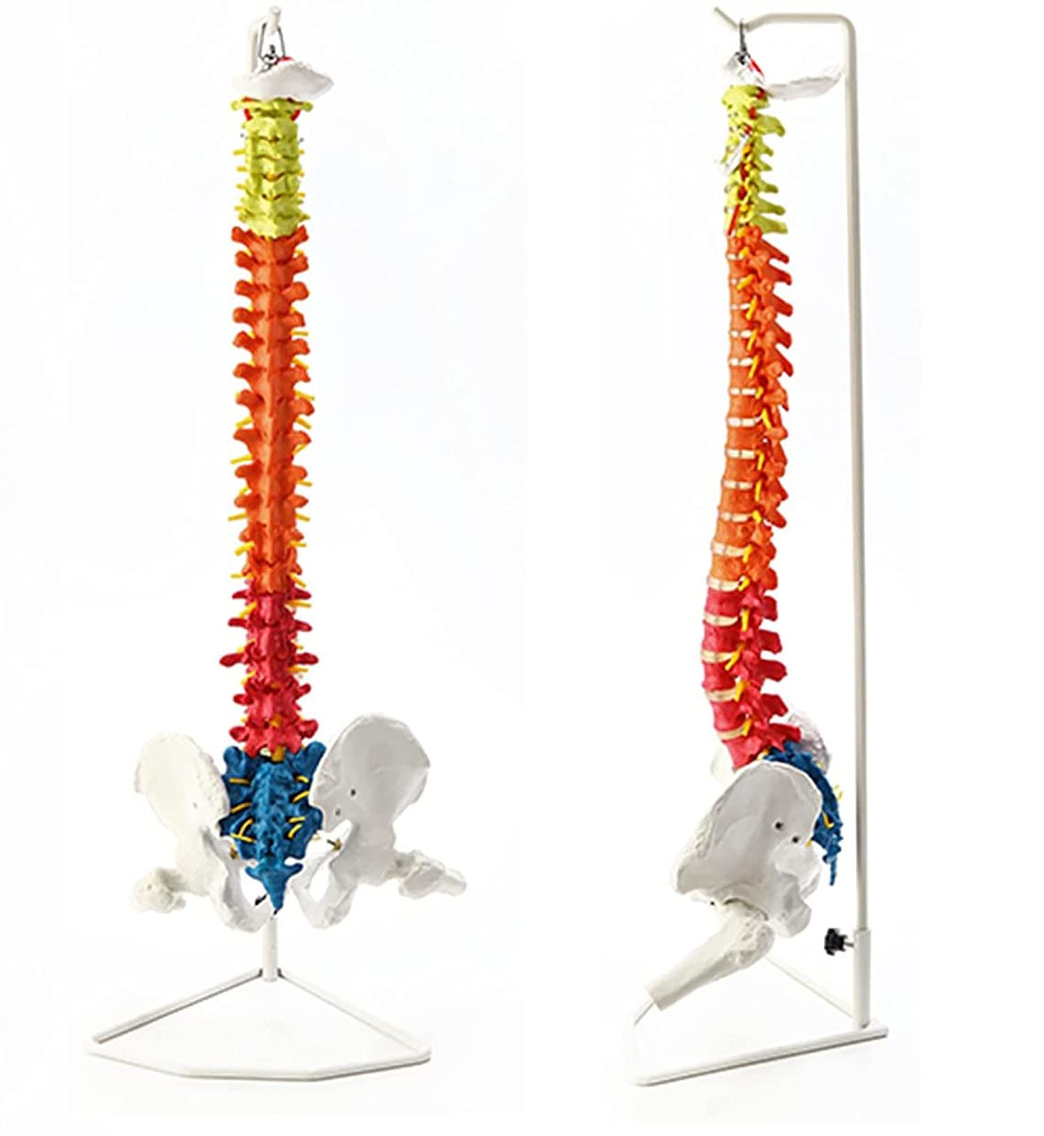 Flexible Spine Model Spine And Femurs Model With Stand 33 | Desertcart ...