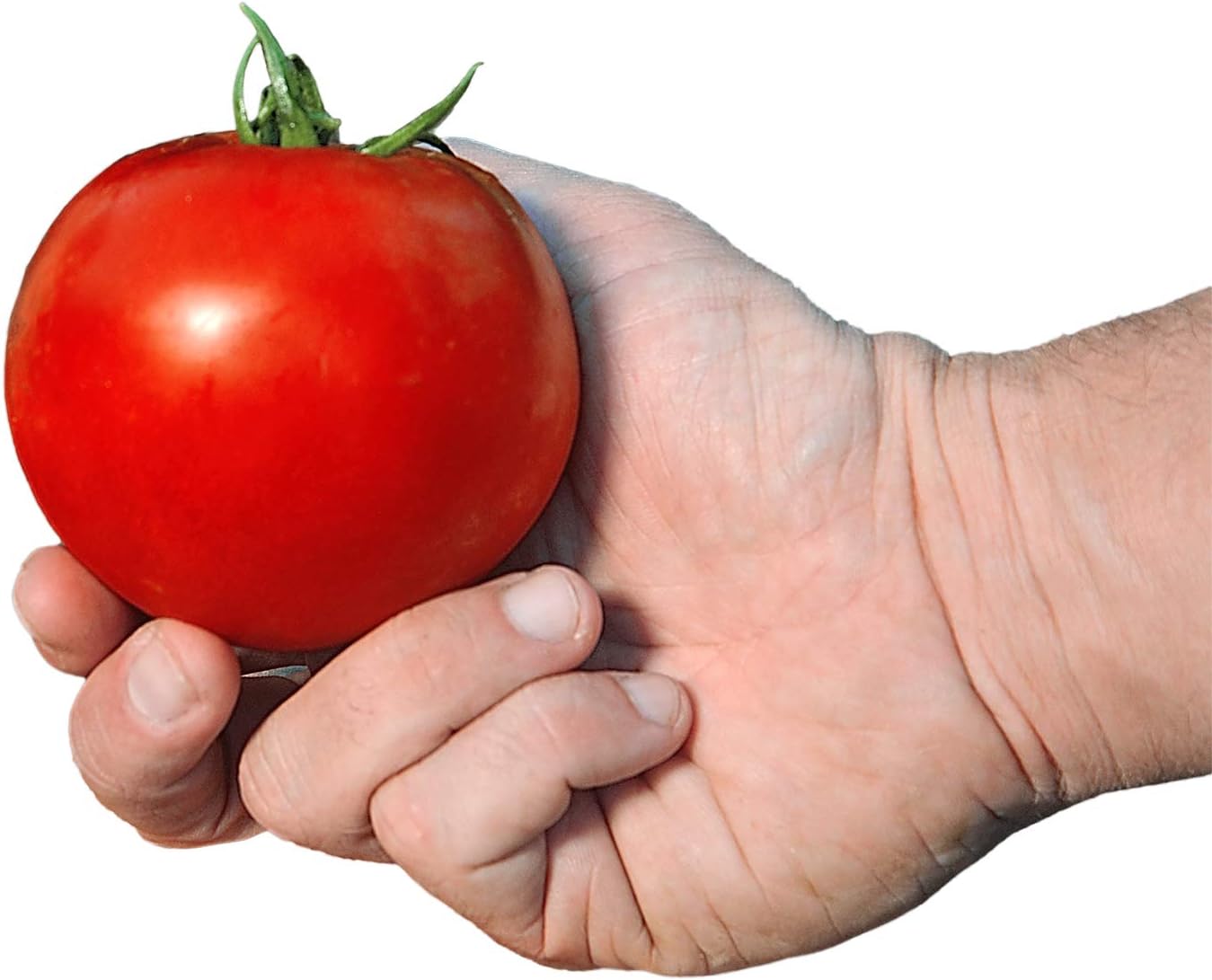 Amazon.com : Tomato Red Bounty F1 - Vegetable Seeds - 1,000 Seeds ...