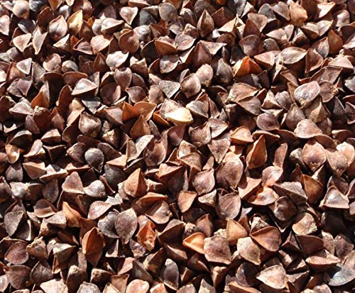 Amazon.com : Deer Creek Seed Natural Buckwheat Seeds for Planting ...