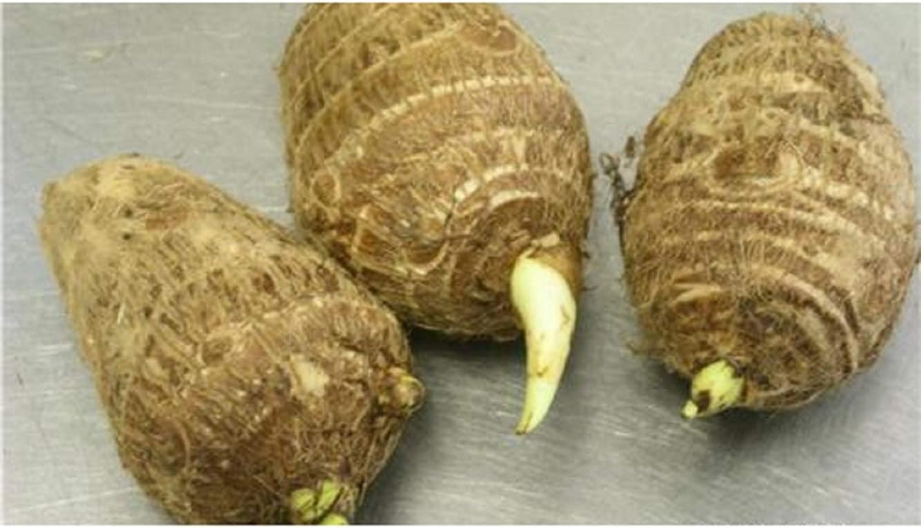 Amazon.com : 3 Live Colocasia Esculenta Elephant Ear Taro Gabi Kalo ...