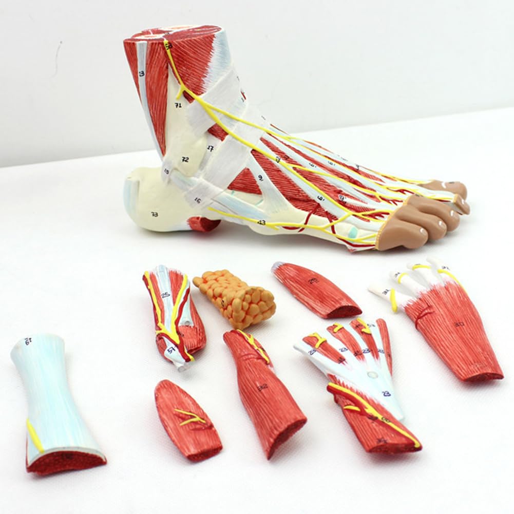 Buy XLTEAM On Foot Anatomy Model, Anatomical Structure Nerve Blood ...