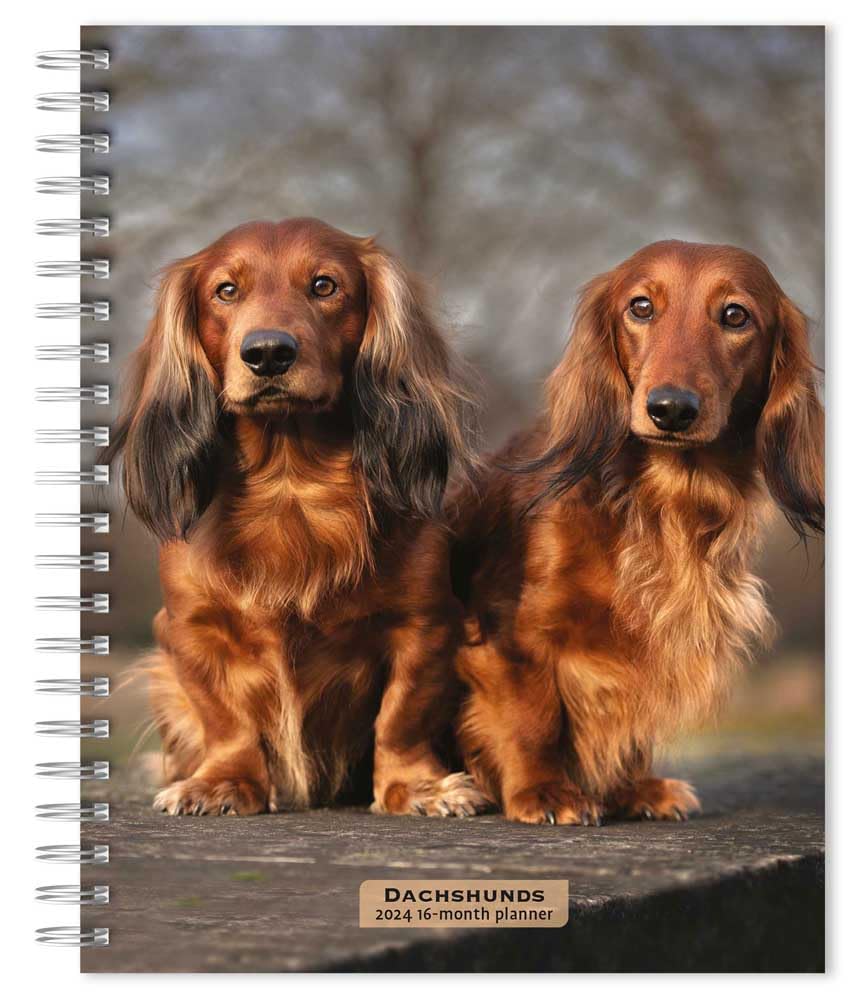 Dachshunds | 2024 6 x 7.75 Inch Spiral-Bound Wire-O Weekly Engagement ...