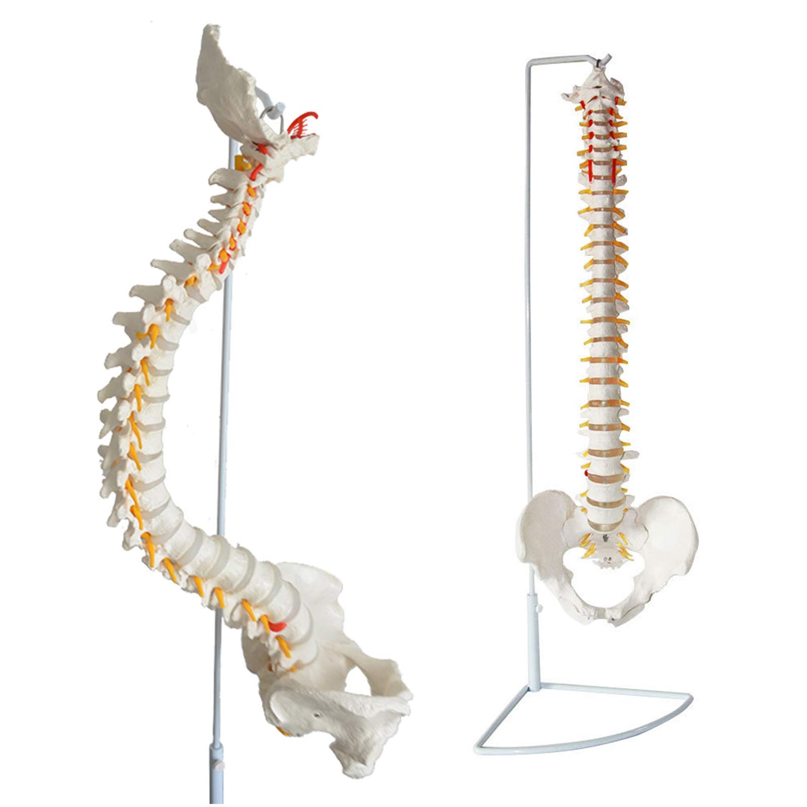 Buy WEHQ Flexible Chiropractic Spine Model, Life Size, Medical ...