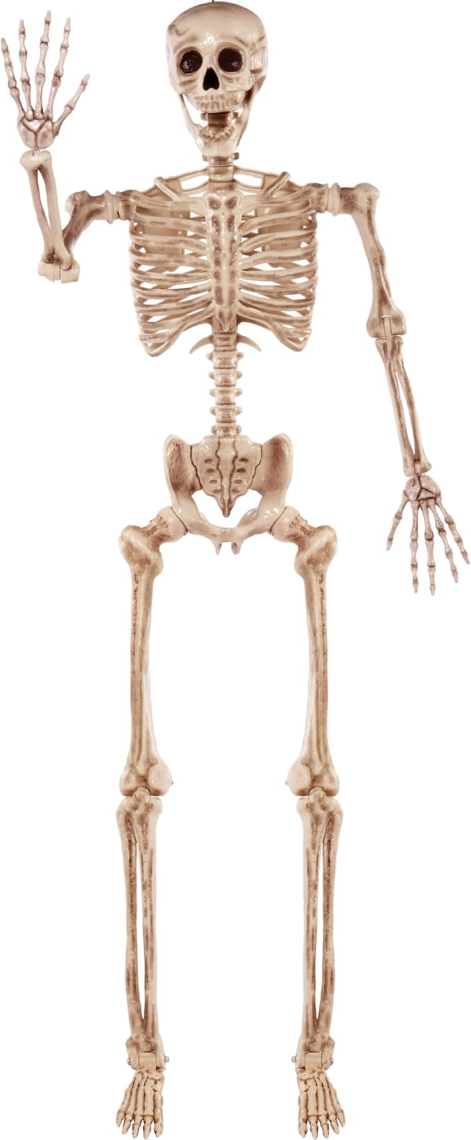 Amazon.com : JOYIN 5.6 FT Halloween Posable Life Size Skeleton, Full ...