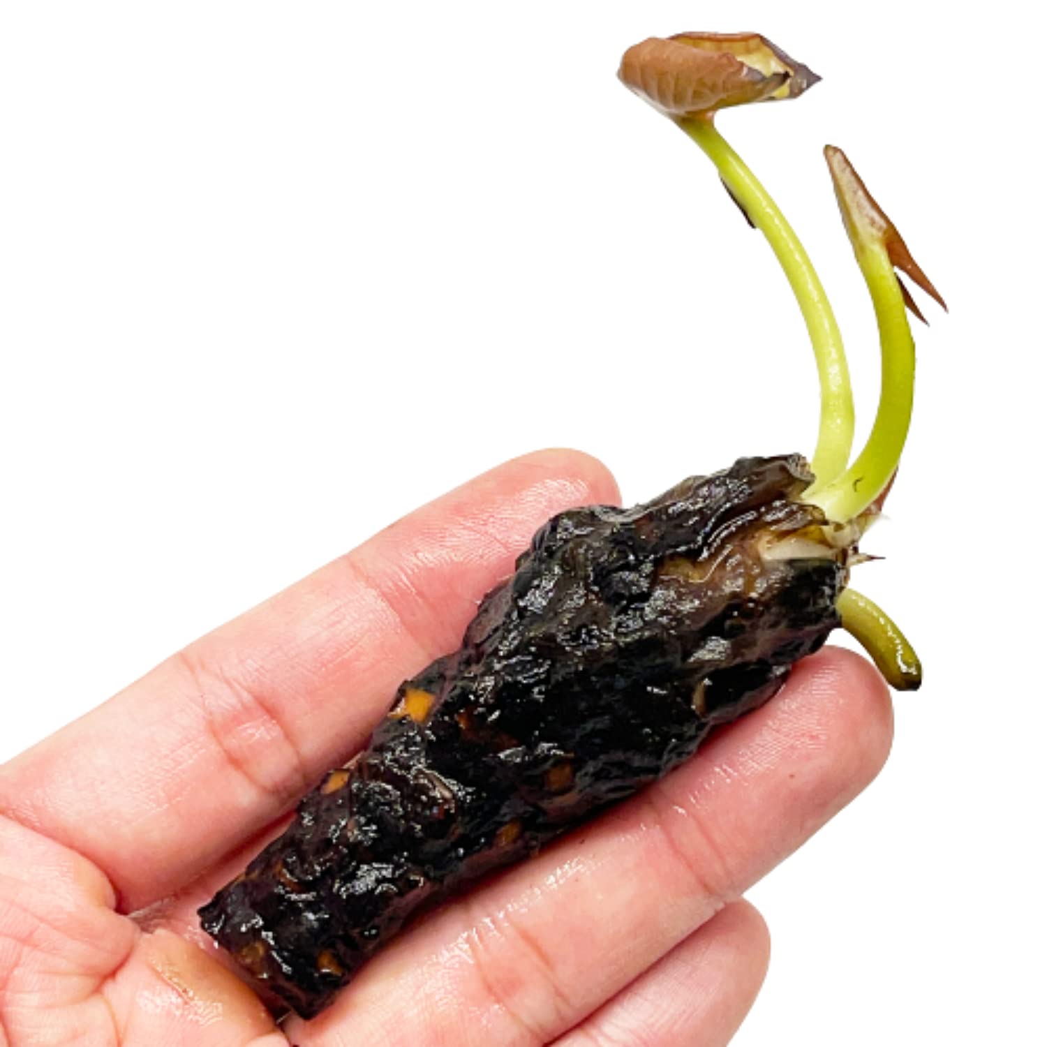 Amazon.com : Mainam Pink Nymphaea Fabiola Live Aquarium Plant Hardy ...