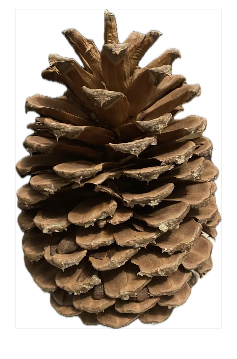 Amazon.com: 4 Pack Extra-Large Pine Cones for Decorating Home, Tables ...