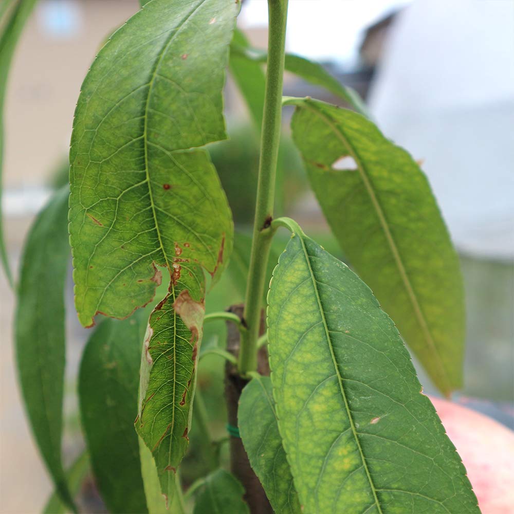 White Peach Tree Leaves Peach, Also Known As Violet Peach, Peach Tree