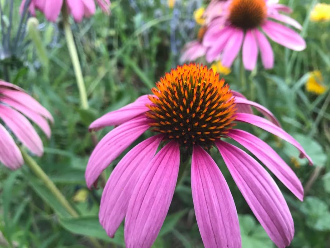 Purple Coneflower Echinacea – 200 Perennial Seeds | Native Pollinator ...