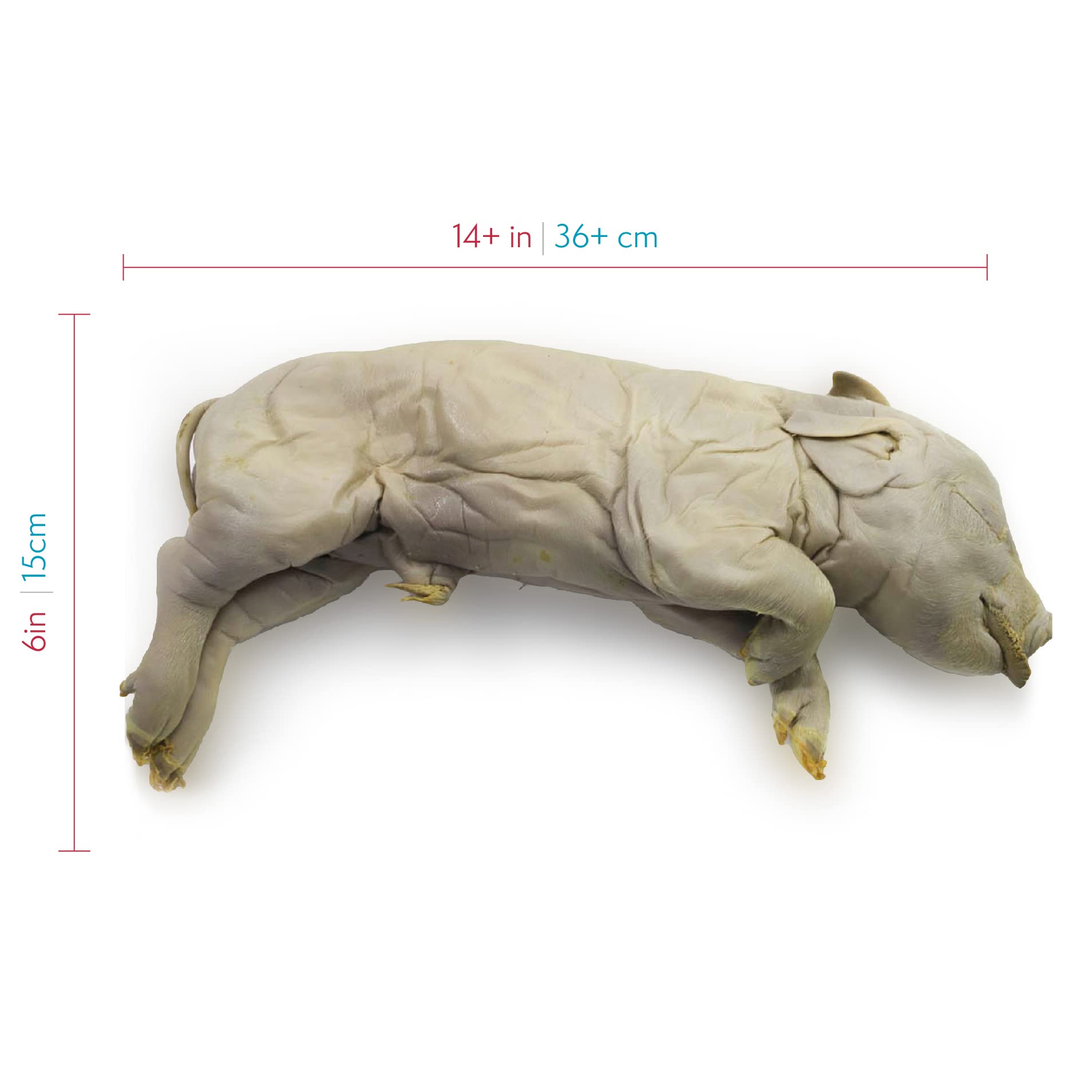 Fetal Pig Dissection NewPath Learning™ Fetal Pig Dissection 3D Model