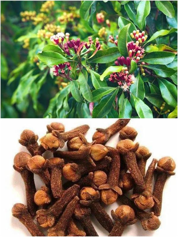 STAR PLANT Cloves Plant (Syzygium Aromaticum) Live Spice Plant (Home ...