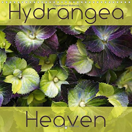Hydrangea Heaven 2015: Enjoy close-up portraits of heavenly hydrangeas ...