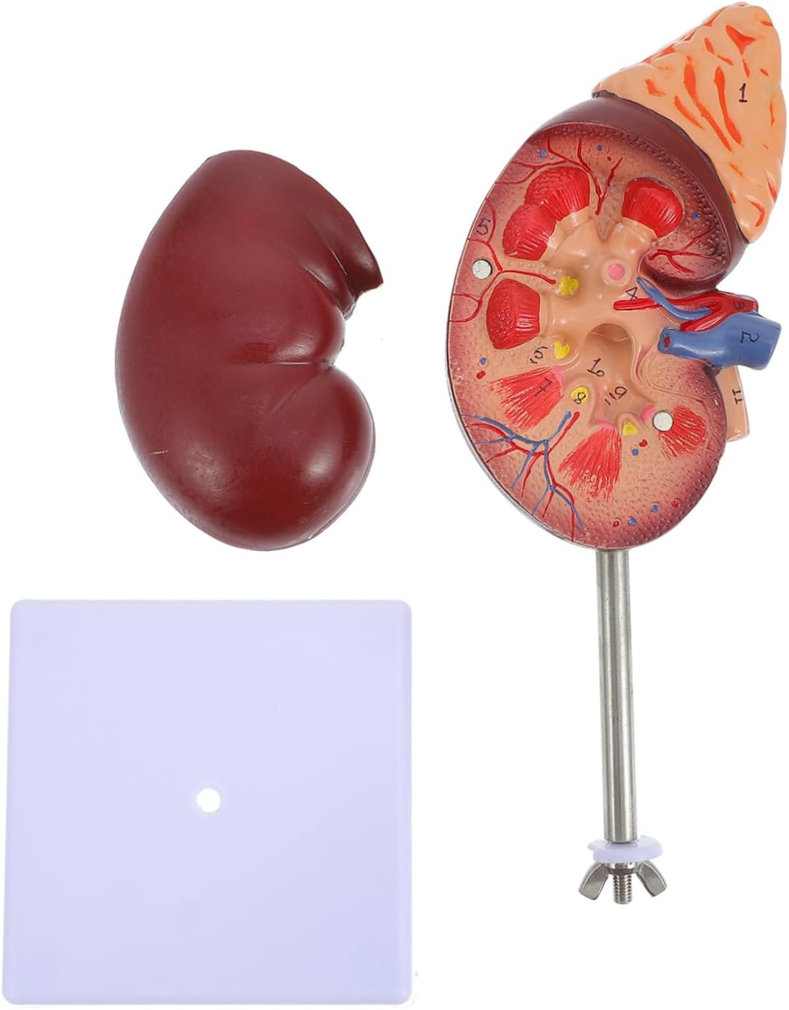 ERINGOGO Kidney Model Models Liver Anatomical Model DNA Model Kidney ...