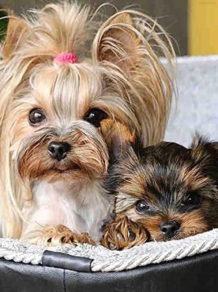 Amazon.com: DVWIVGY Yorkie Terrier Dog 5D Diamond Painting Kits for ...