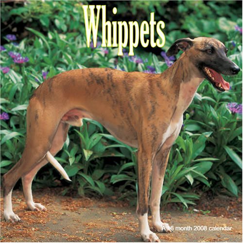 Whippets 2008 Wall Calendar: Magnum Publications: 9781602541016: Amazon ...