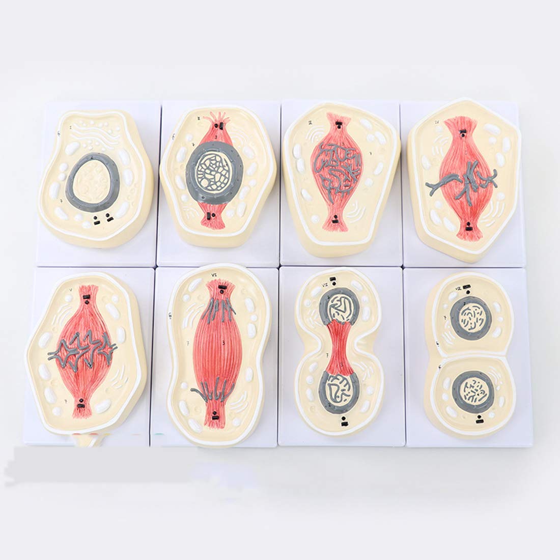 Educational Model Cell Model Anatomical Cell Mitosis Model Indirect ...